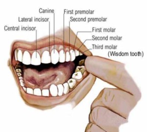 Dental Formula of Teeth