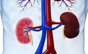 What Are Side Effects of Living with One Kidney? | IYTmed.com