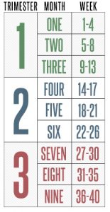 Pregnancy by Weeks, Months, and Trimesters - Easy Answers