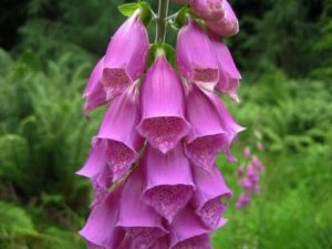 Digitalis Toxicity | Symptoms and Treatment for Digoxin Poisoning