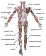 Muscular System Diseases - IYTmed.com