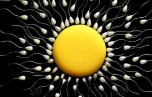 Where Is Sperm Produced And Stored Iytmed