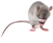Rat-bite Fever: Causes, Symptoms, Treatment and Prevention | | IYTmed.com