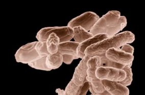 Clostridium Difficile (C.diff): Causes, Symptoms, Treatment and Facts ...
